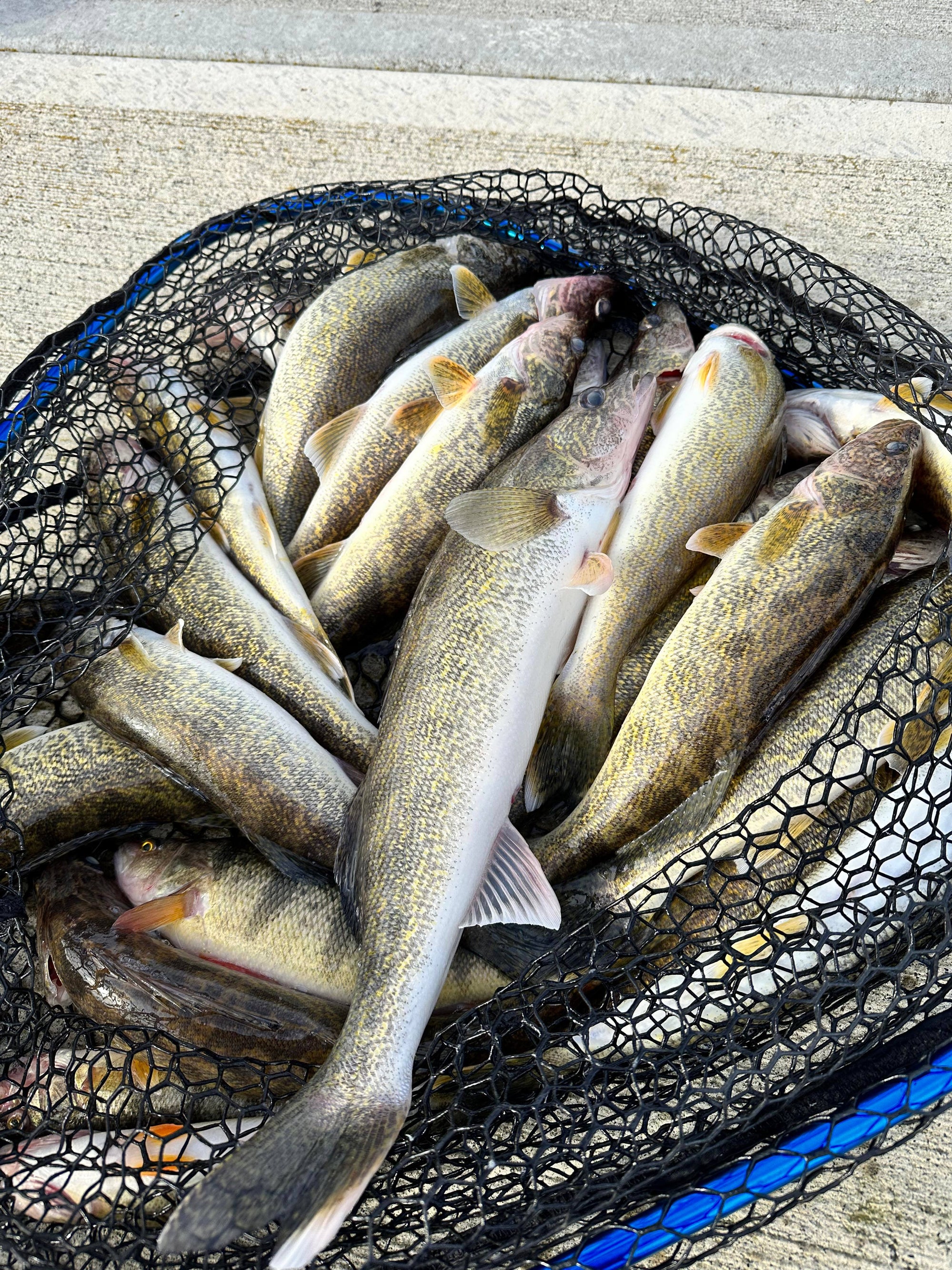 Pro-Series Crawler Harnesses – Vertical Jigs and Lures